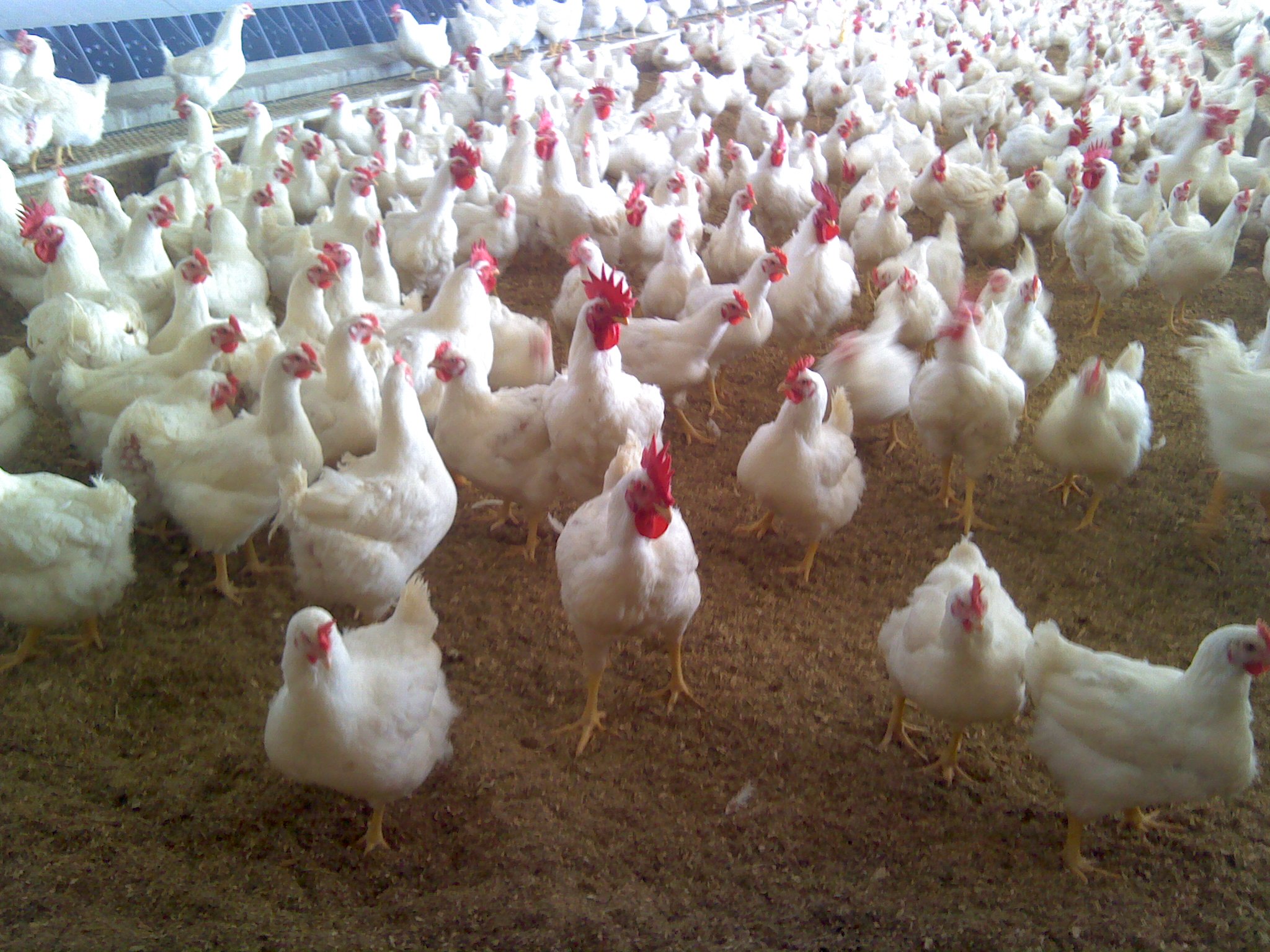 Programs | UT Poultry