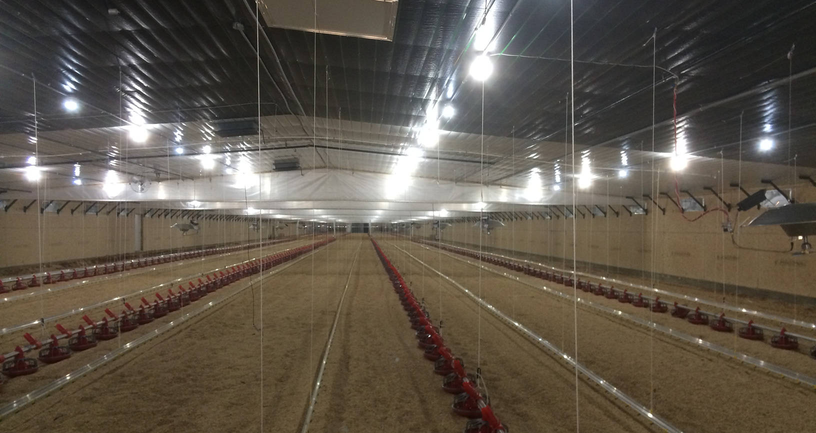 Publications | UT Poultry